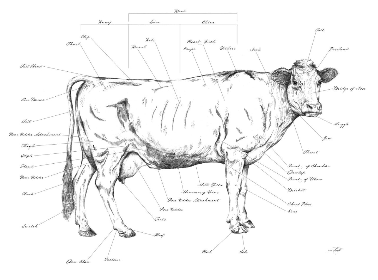 Cow Anatomy - Commission – An Arts Tale Studio